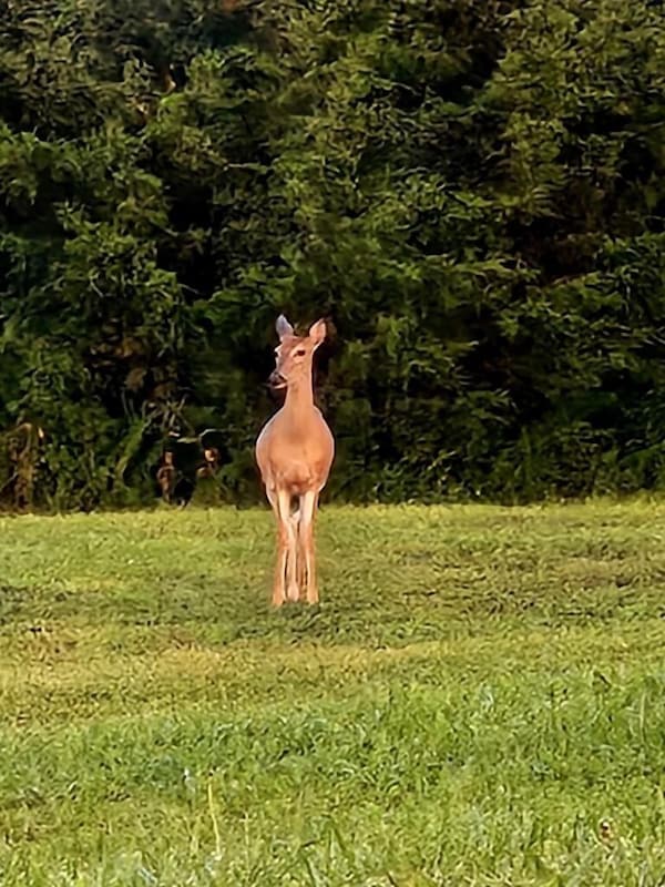 Sweet Victory Bed And Breakfast - Kentucky