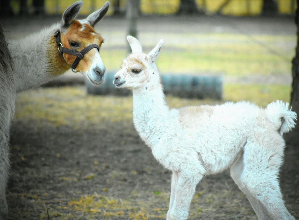 Brand new, adorable tiny home on a working Llama Ranch a short drive ...