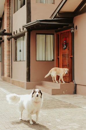 Animais permitidos