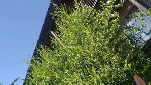Vista da fachada de um edifício com varanda metálica e um arbusto verde denso em primeiro plano.