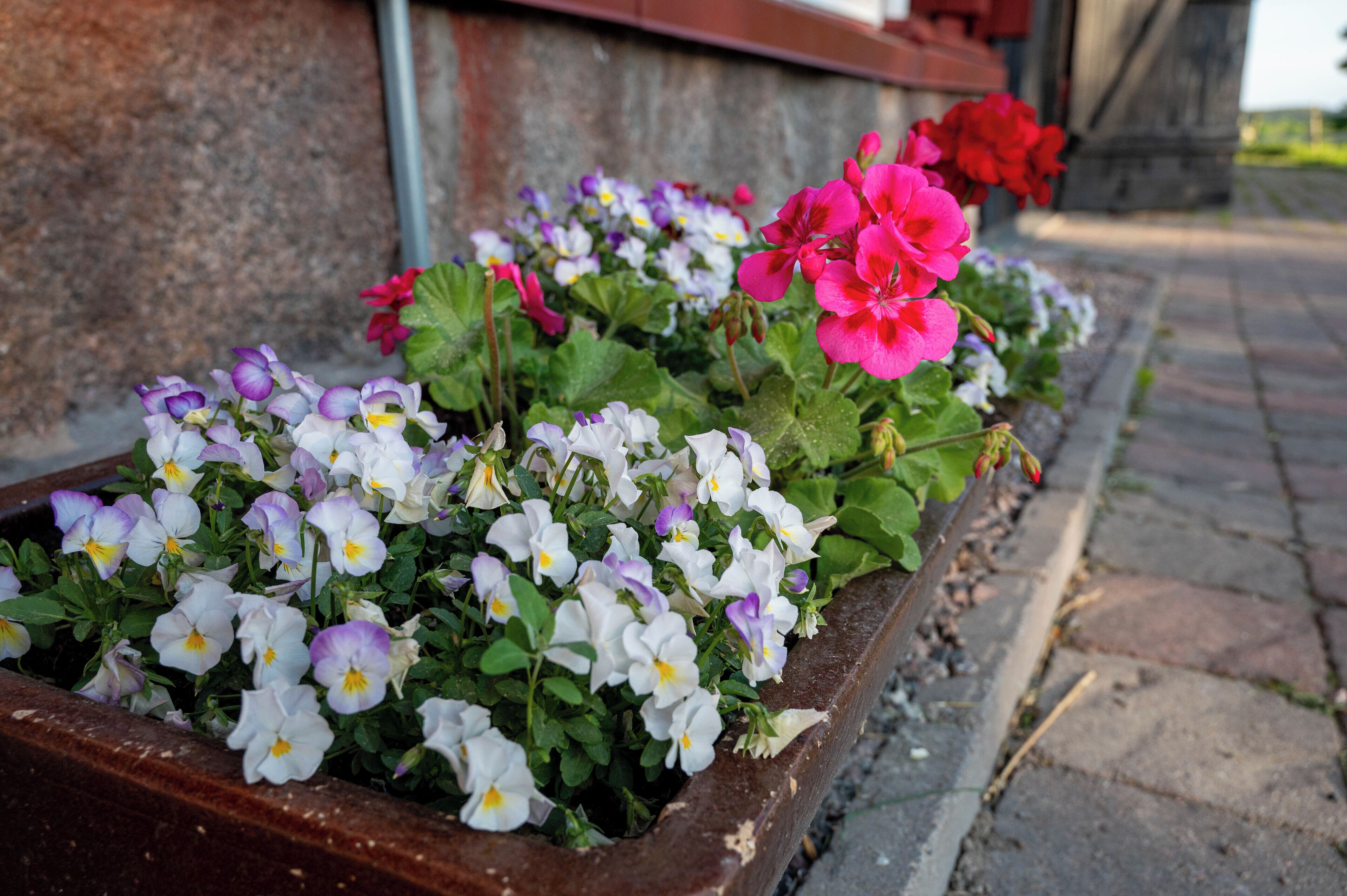 Um canteiro com flores brancas, roxas e rosa.