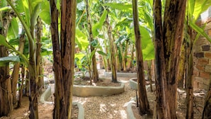 Um jardim com bananeiras e um muro de tijolos.