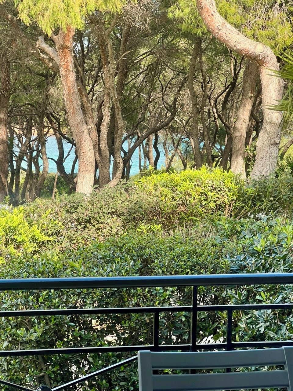 Vista de uma área arborizada com árvores e vegetação densa.