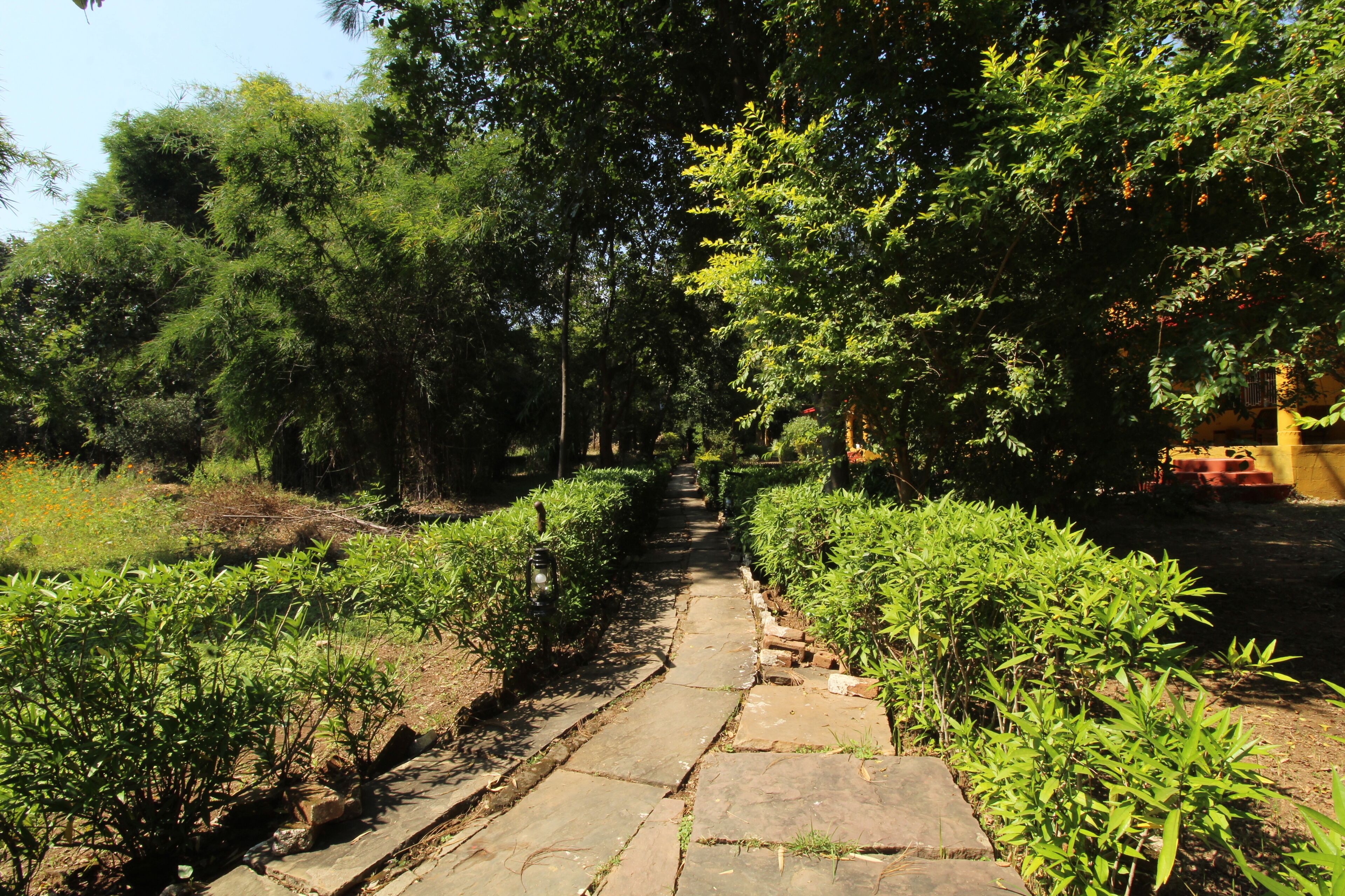 Jardim