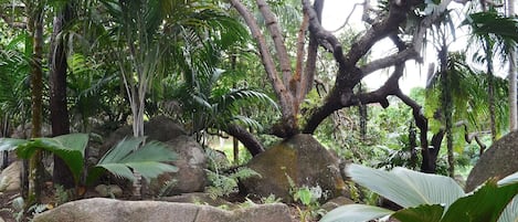 Jardim