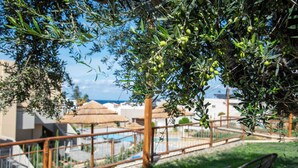 Uma oliveira com azeitonas verdes, uma cerca de madeira e uma área de piscina ao fundo.