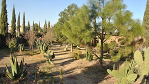 Um jardim com diversos cactos e árvores, céu claro e um caminho que atravessa a área.