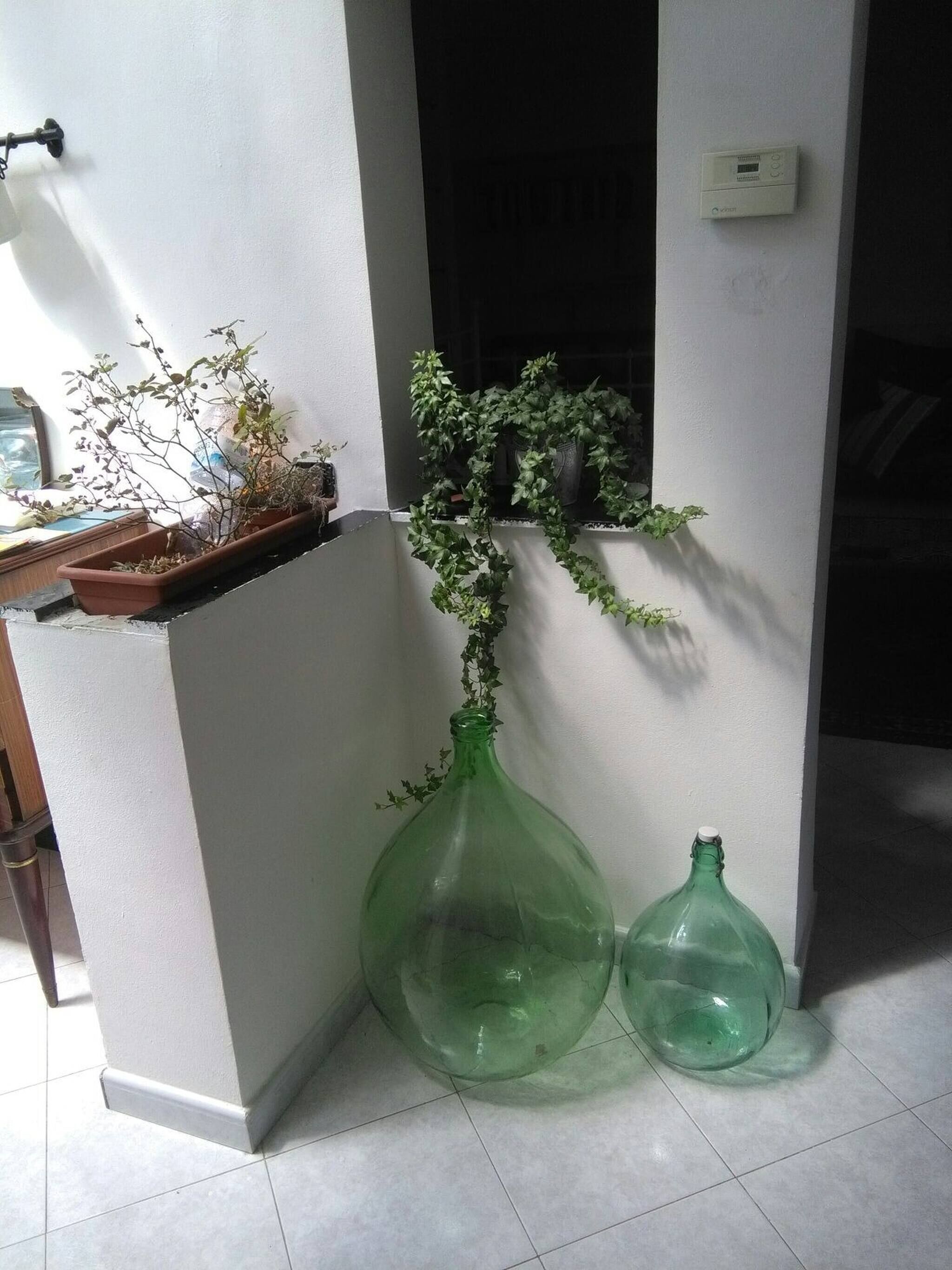 Canto de um quarto com uma planta em vaso, uma garrafa verde e um termostato na parede.