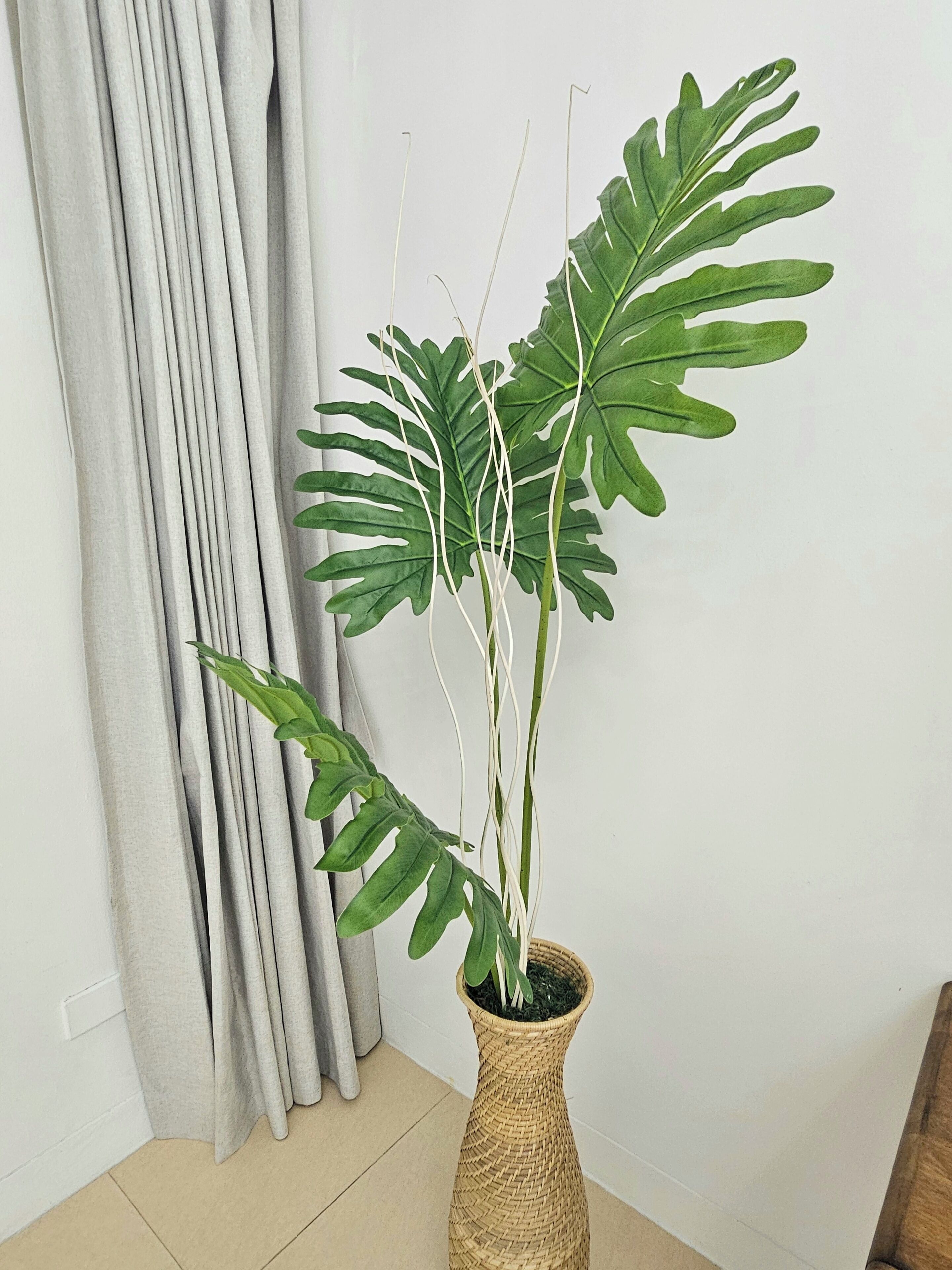 Uma planta Monstera em vaso numa cesta trançada sobre um chão de azulejos, ao lado de uma cortina cinzenta.