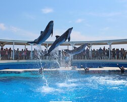 Golfinhos se apresentando em uma piscina, com espectadores ao fundo.