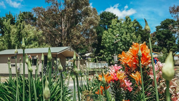 Um jardim com diversas flores e uma casa ao fundo.