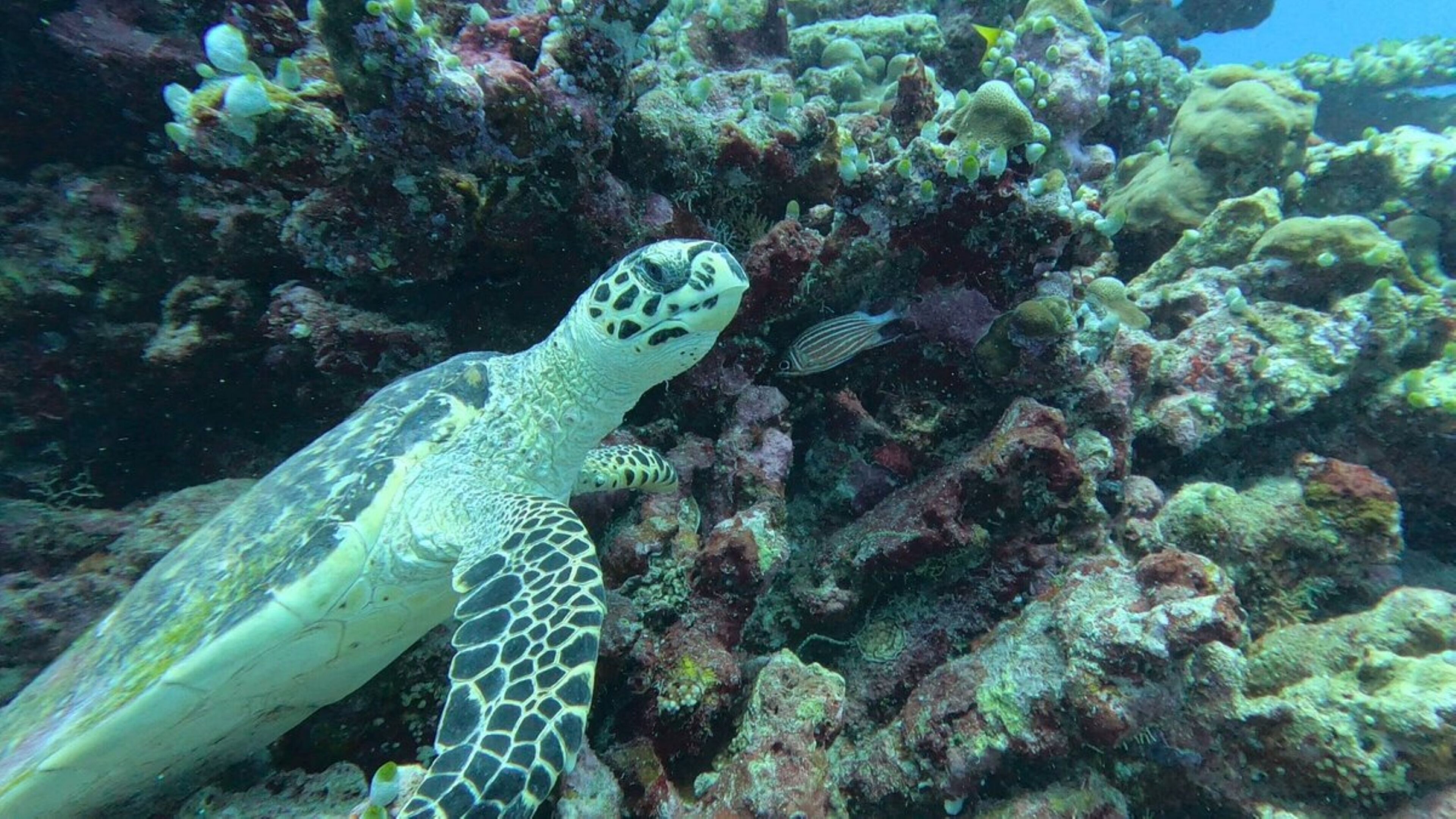 Uma tartaruga marinha nadando perto de um recife de corais.