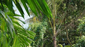 Piscina rodeada por vegetação exuberante e um pergolado com mobiliário de vime.