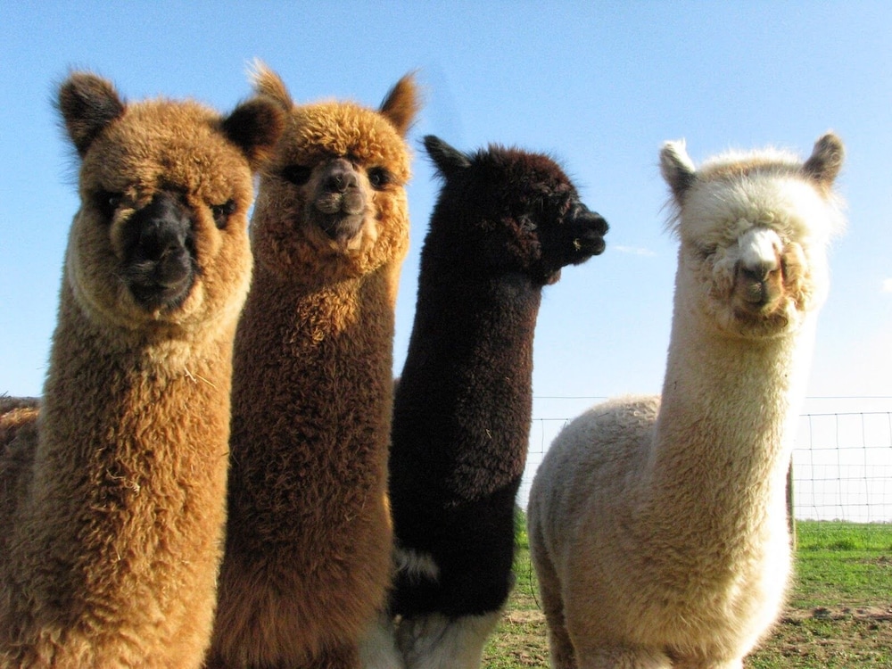 Sleeps 6 - Mountain Views! Enjoy Watching Alpacas & Mini Horses From Your Deck! - Waynesville, NC