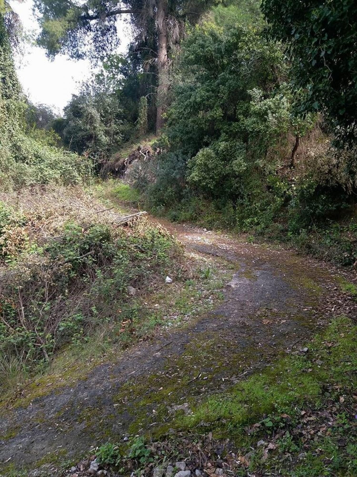Uma área arborizada com uma trilha estreita e sem pavimentação.