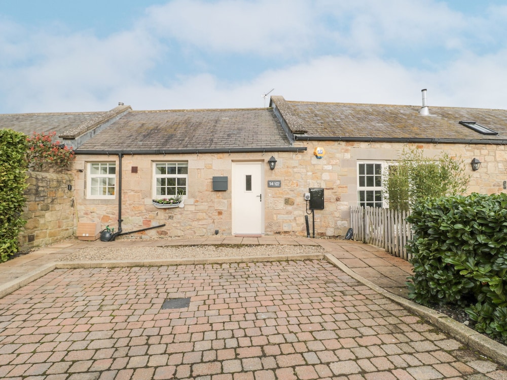 Little Tern - Seahouses