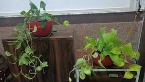 Duas plantas em vasos sobre móveis de madeira, em frente a uma parede com janela.