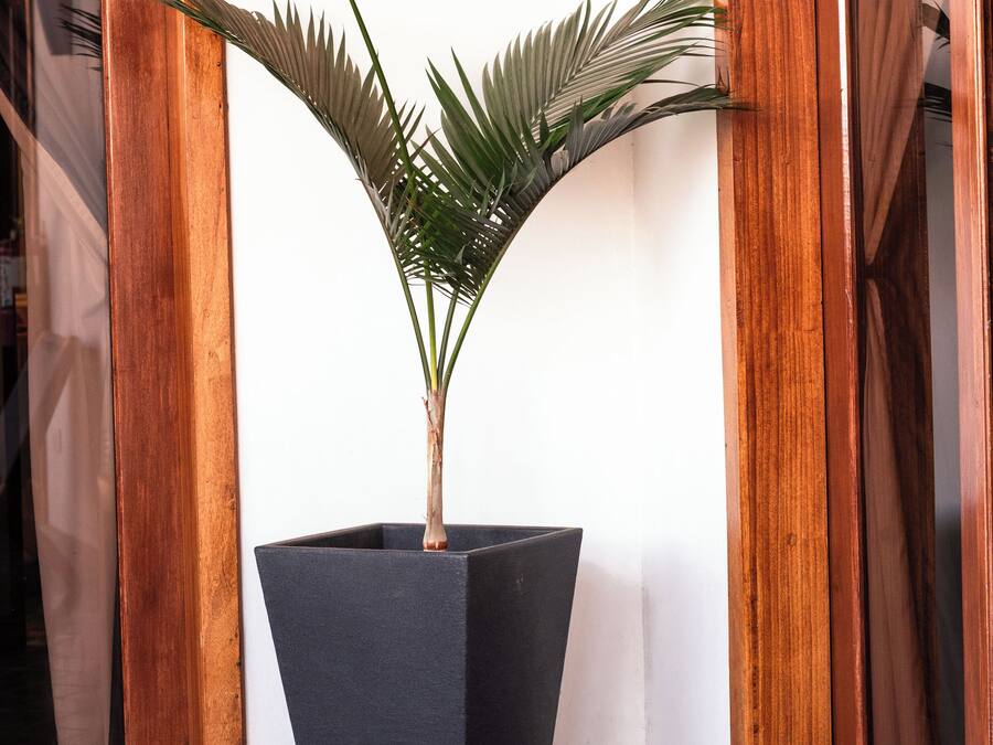 Uma planta em vaso num canto, com portas de madeira e chão de azulejos.