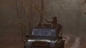 Um veículo percorre uma área arborizada.