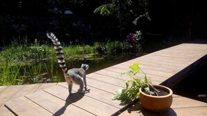 Um lêmure em cima de um deck de madeira, perto de um lago com vegetação exuberante e um vaso de planta.