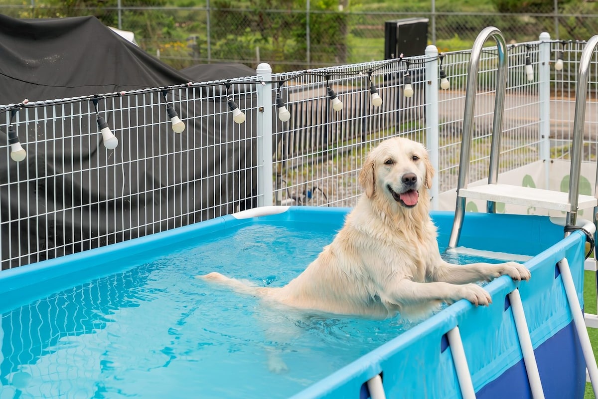 Um cão em uma piscina azul com cerca de metal e lâmpadas.