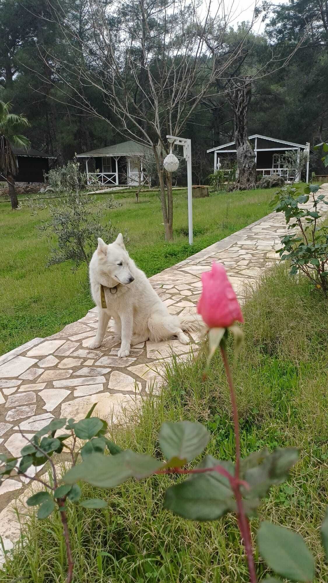 Um cão branco sentado em um caminho de pedra num jardim, com uma flor rosa em primeiro plano.
