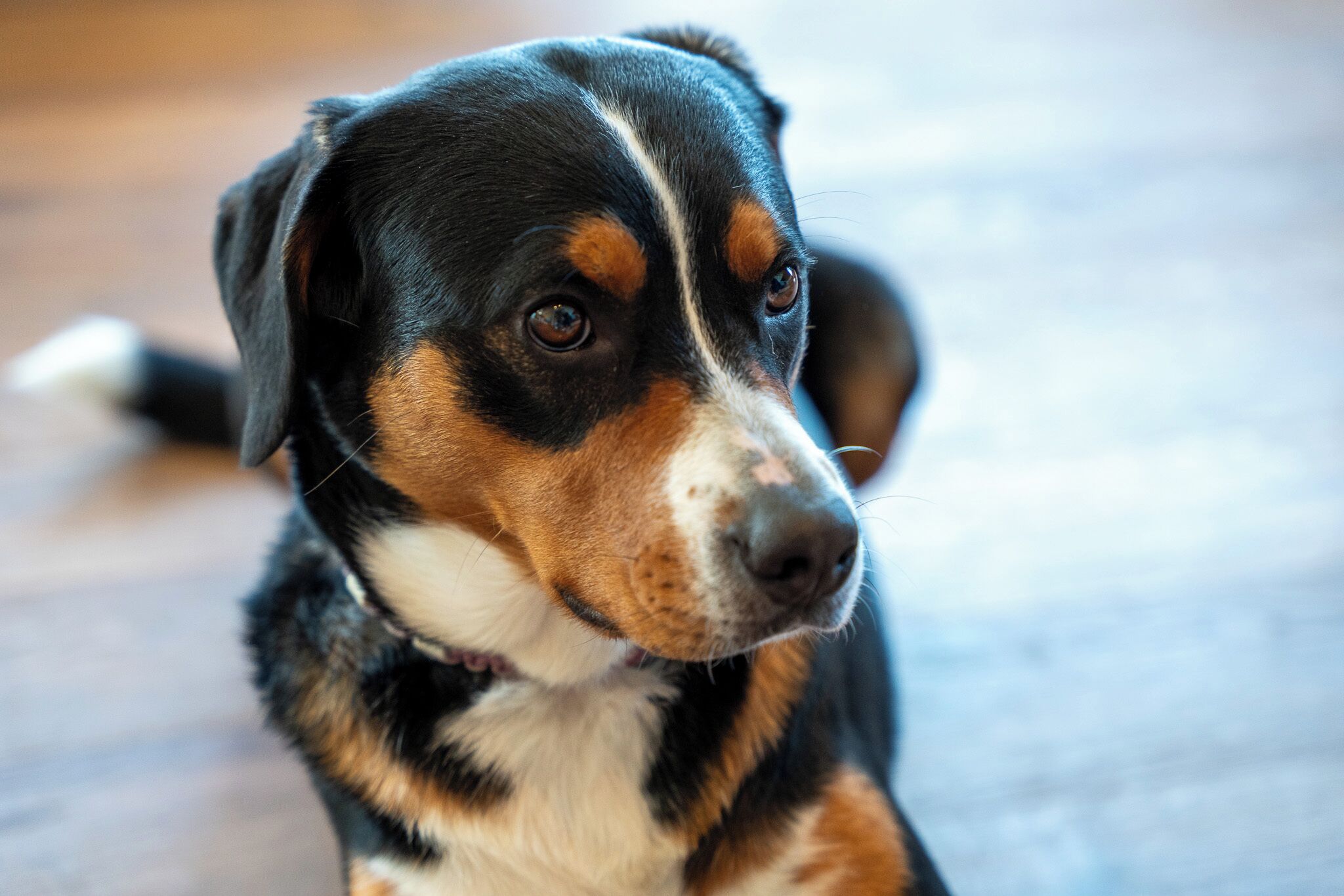 Um close-up de um cão com pelagem preta, marrom e branca.