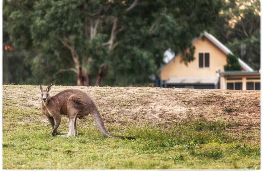 Madigan Cottages | The Homestead - Lovedale