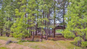 Uma área arborizada com uma pequena construção de madeira, possivelmente uma cabana ou abrigo, rodeada por altos pinheiros.
