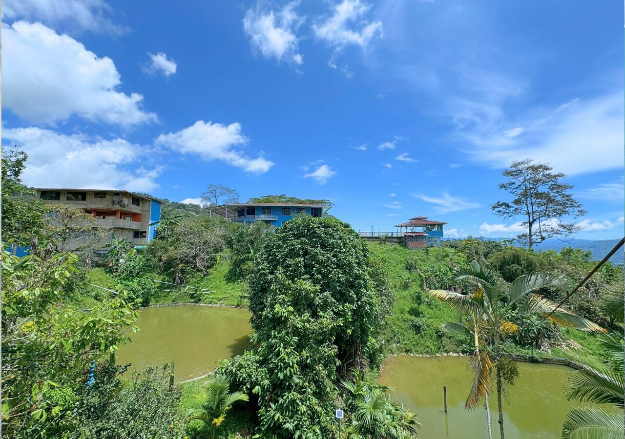 Um bairro residencial com casas, uma árvore grande e um lago.