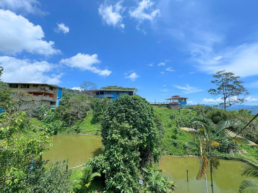 Um bairro residencial com casas, uma árvore grande e um lago.