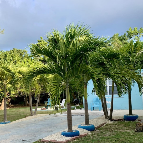 3 Apartments Steps To Beach Free Breakfast - West Bay