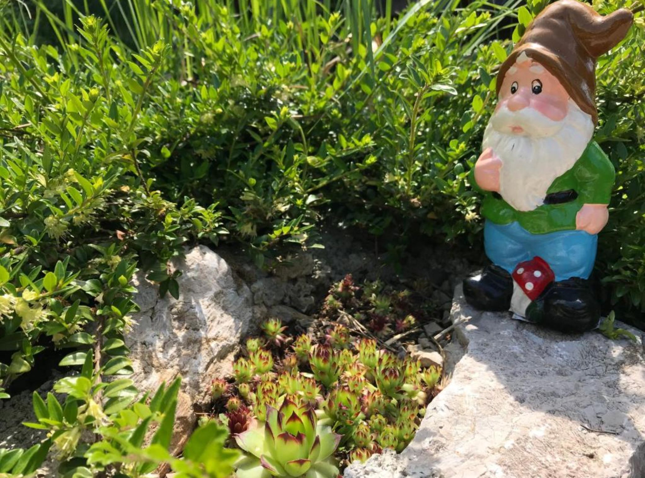 Uma estátua de gnomo de jardim com barba, sentada sobre uma rocha ao lado de uma pequena planta.