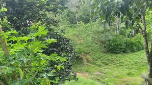 Varanda com piso de pedra e guarda-corrimão de tijolo, com vista para um jardim exuberante, repleto de plantas diversas e um pequeno riacho.