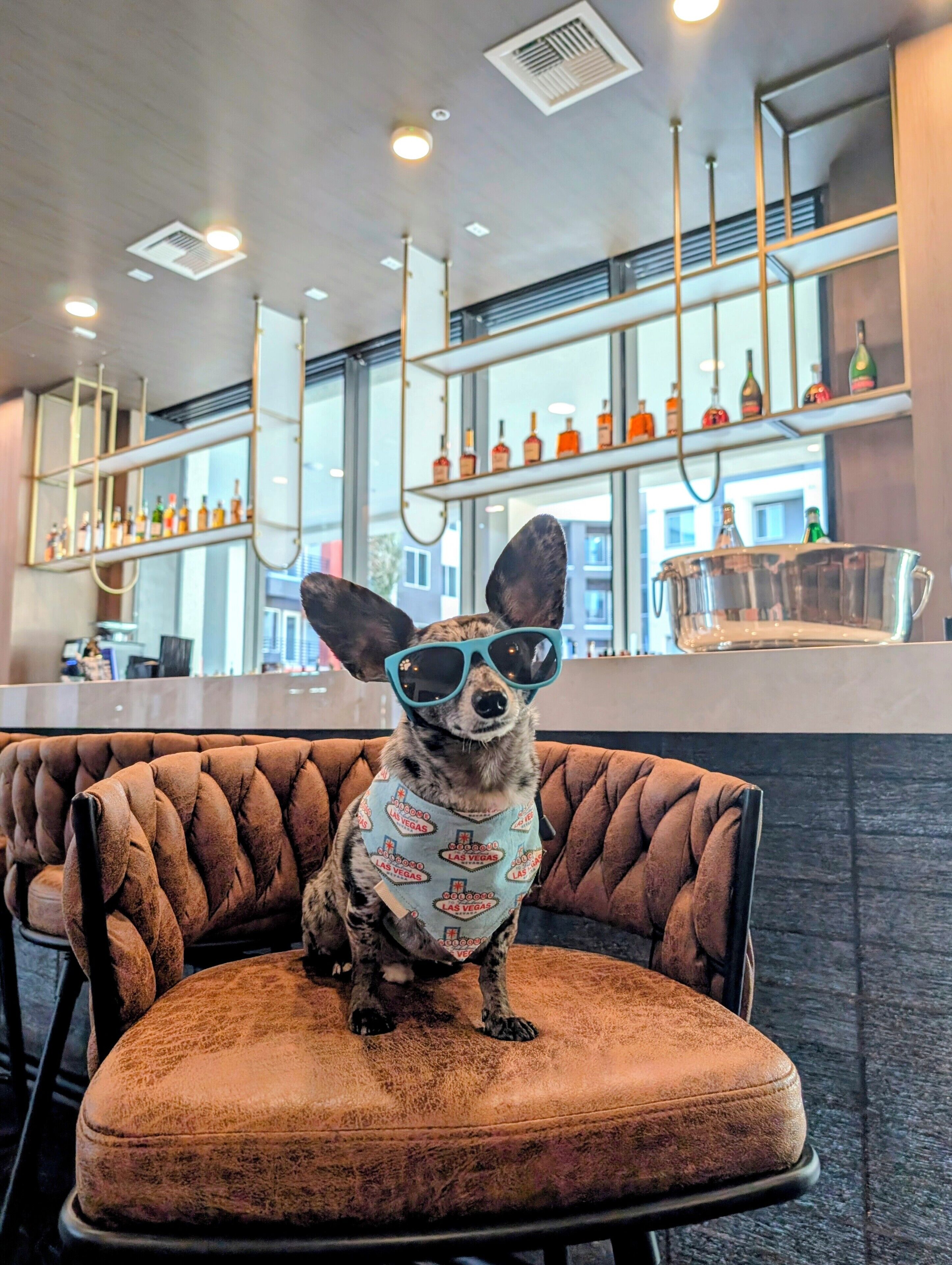 Um cão sentado em uma cadeira em um interior moderno, com uma área de bar ao fundo.