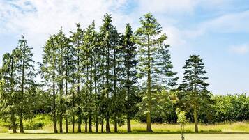 Um campo gramado com uma fileira de árvores altas e céu claro.