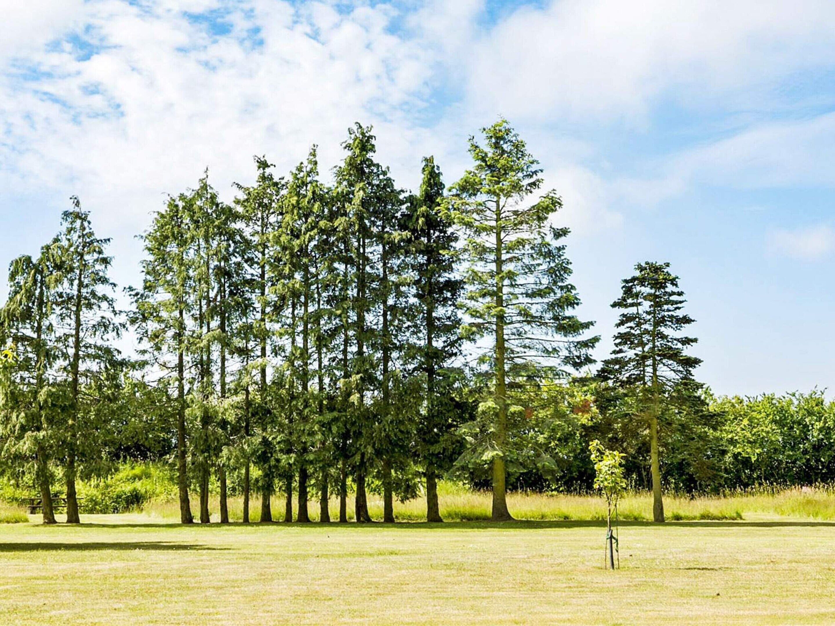 Um campo gramado com uma fileira de árvores altas e um céu limpo.