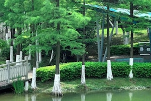 Um parque tranquilo com uma ponte de madeira, árvores com troncos pintados de branco e uma superfície aquática calma.