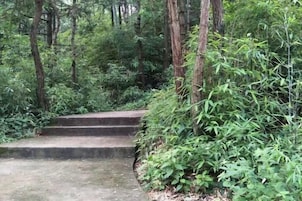Escadaria de concreto cercada por vegetação densa de floresta.