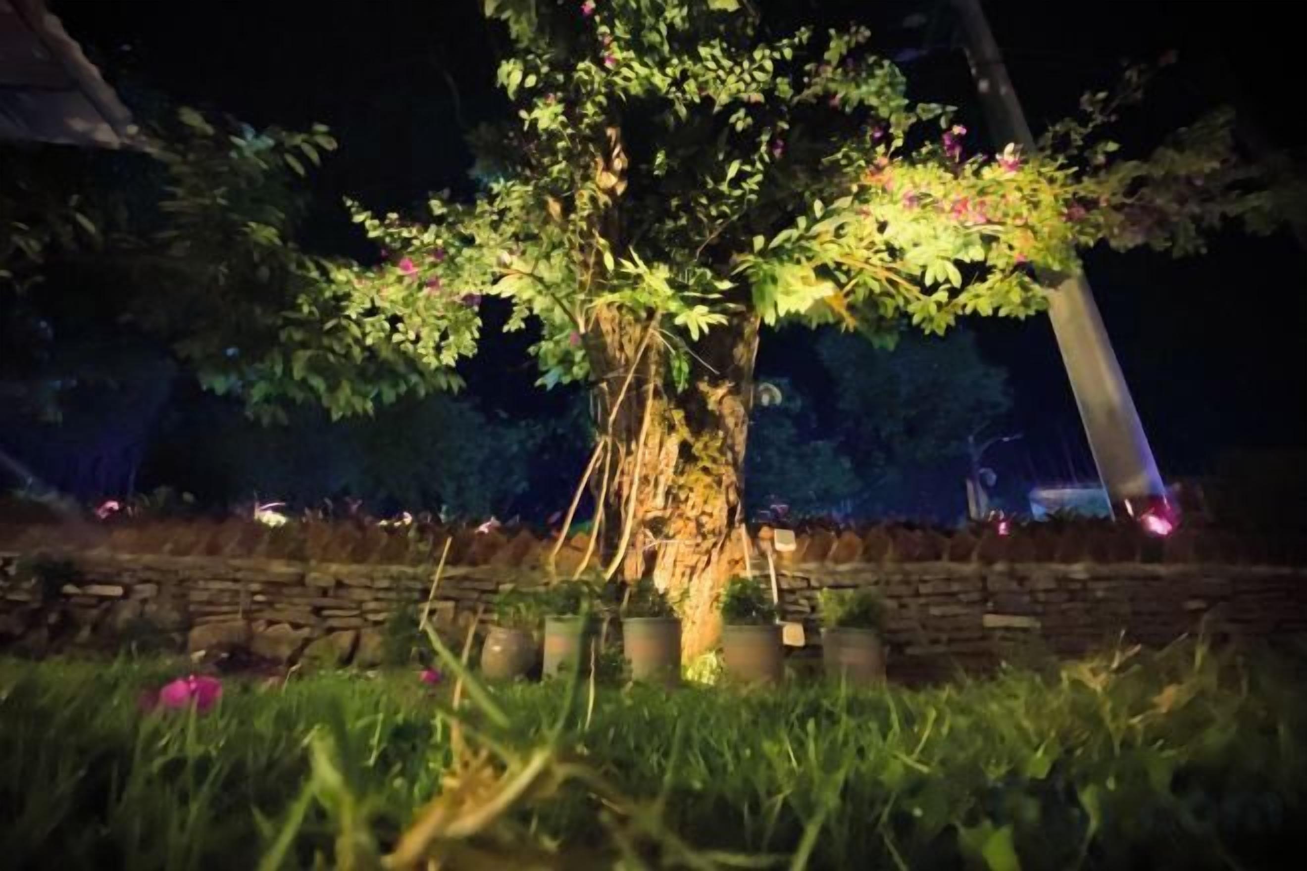 Uma árvore com tronco bem cuidado e folhagem, rodeada por um muro de pedra e vasos de plantas.
