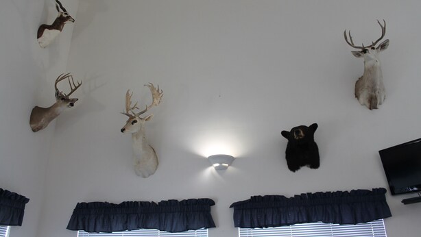 Quarto com cabeças de animais penduradas na parede, uma televisão e janelas com cortinas escuras.