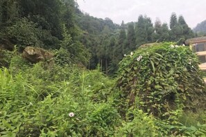 Paisagem natural com vegetação densa e um afloramento rochoso.