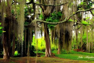 Apartamento básico | Área da propriedade