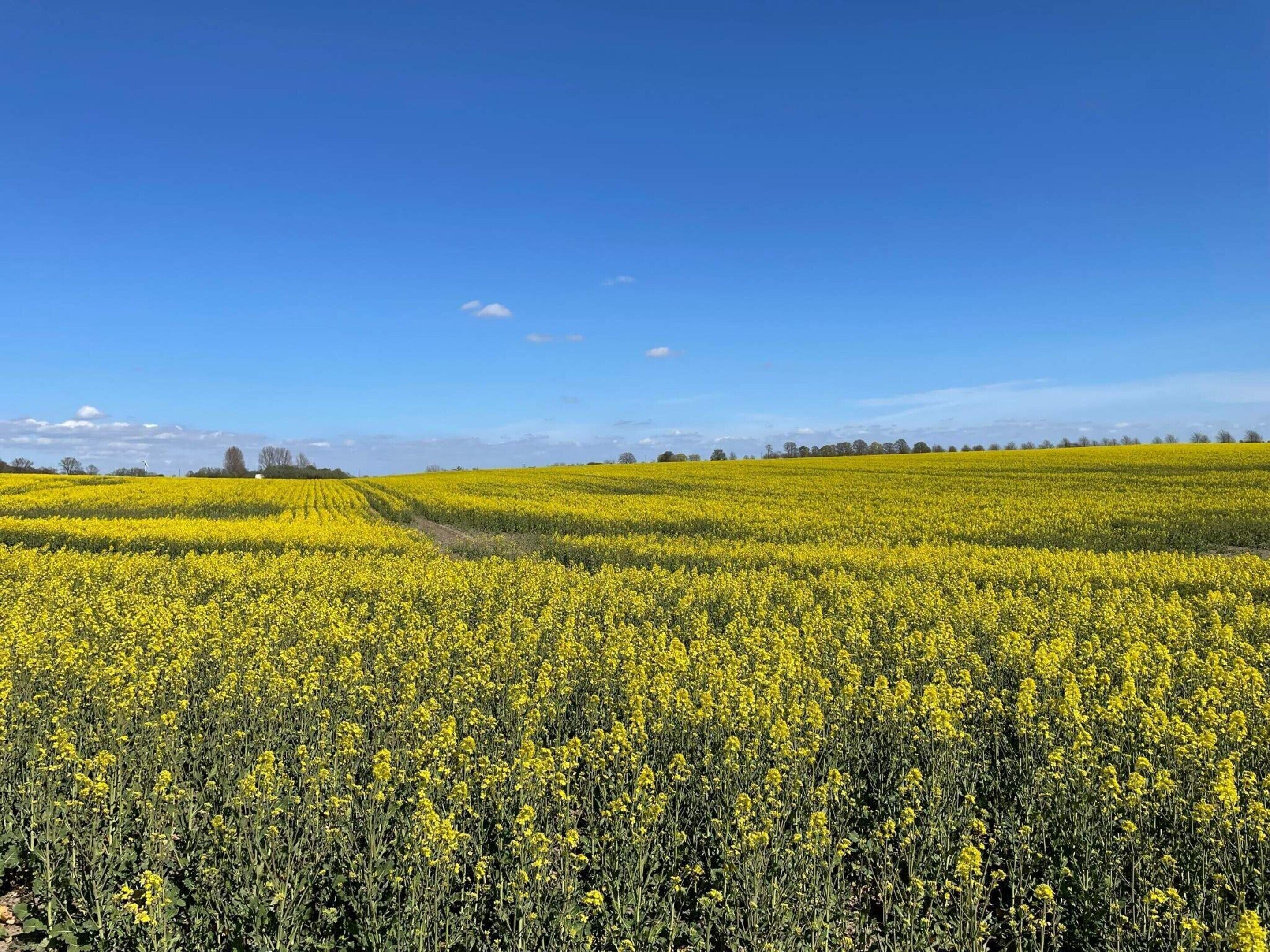 Um extenso campo de flores amarelas sob um céu azul límpido.