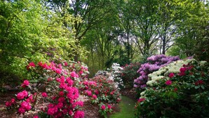 Um jardim com diversos arbustos e árvores floridas, um caminho de grama e uma cerca de madeira.
