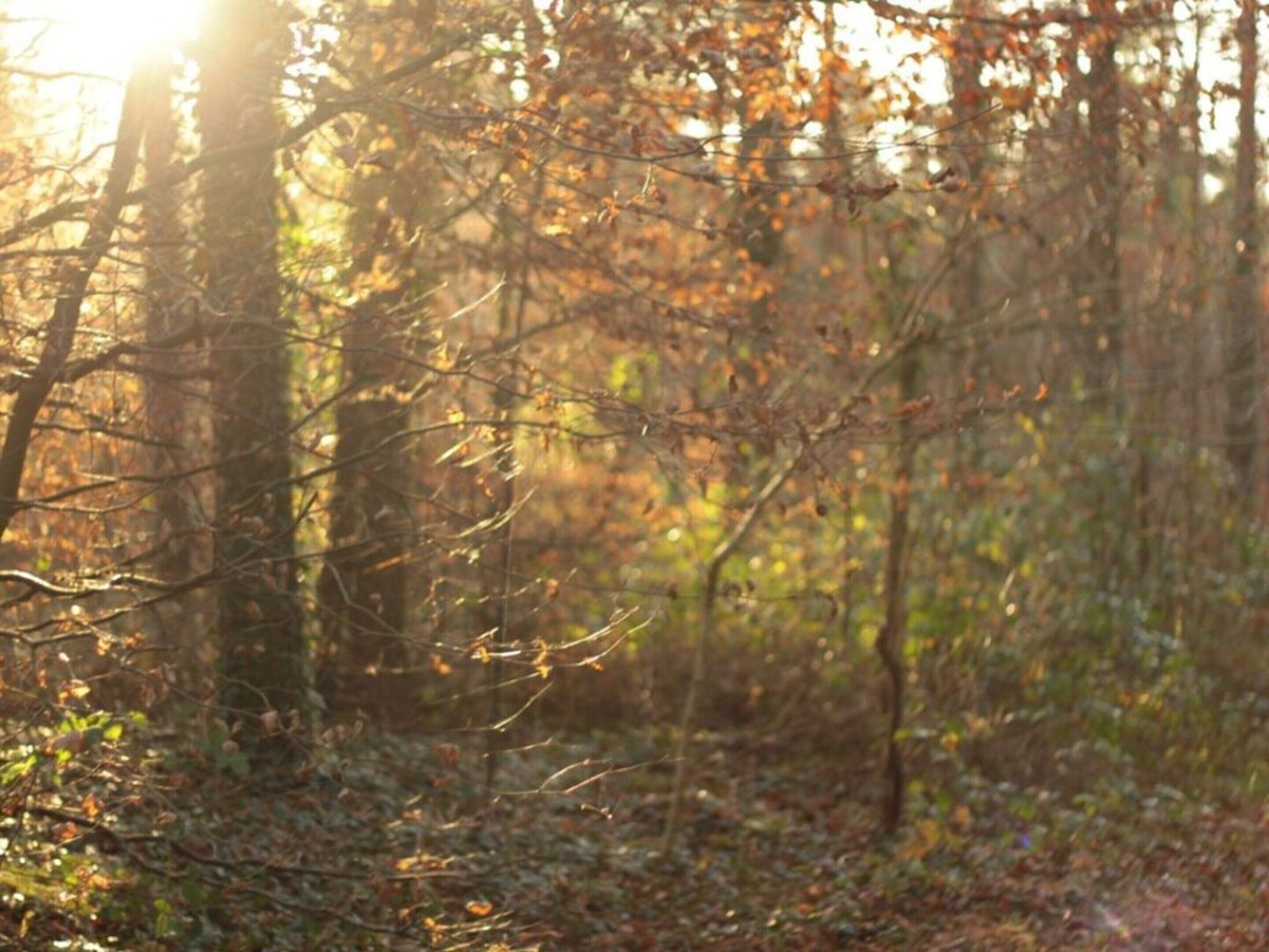 Cena de floresta com a luz do sol filtrando-se entre as árvores.