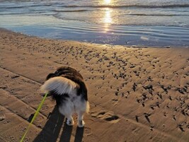 Um cão caminhando numa praia de areia, deixando pegadas.