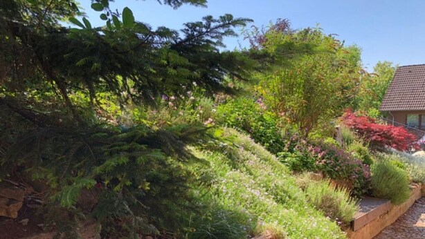 Jardim com diversas plantas e um muro de pedra.