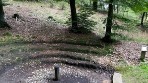 Uma área arborizada com um padrão circular de pedras, um banco de pedra e um sinalizador.