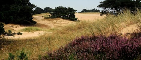 Paisagem natural com dunas de areia, vegetação escassa e algumas árvores.